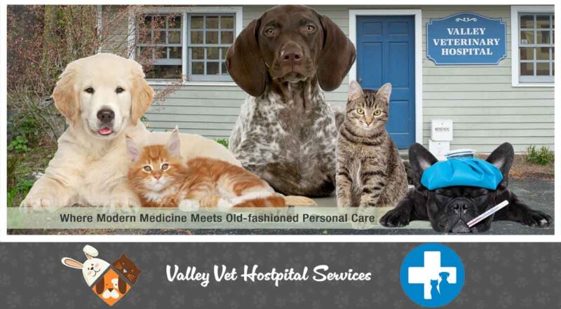 Home - Valley Veterinary Hospital